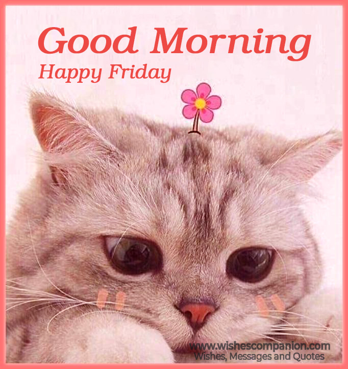 40+ Good Morning Friday Images | Pictures